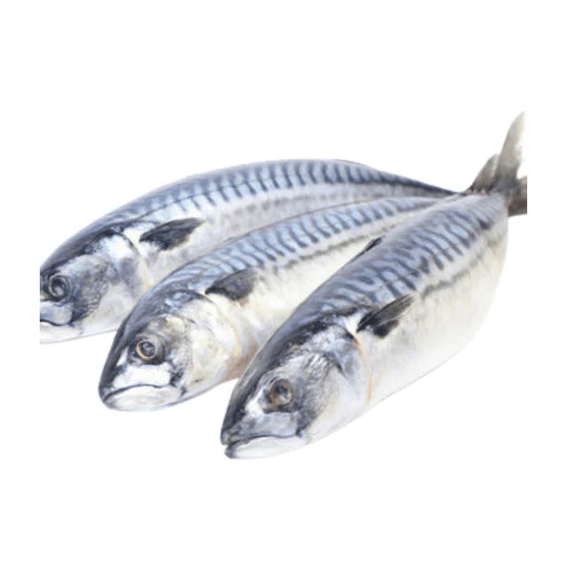 Mackerel Titus Fish – GRACE FARMERS MARKET