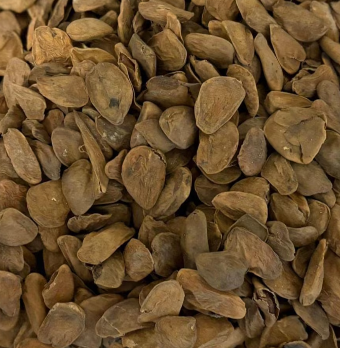 Organic Abere Seeds - Hunteria Umbellata – GRACE FARMERS MARKET